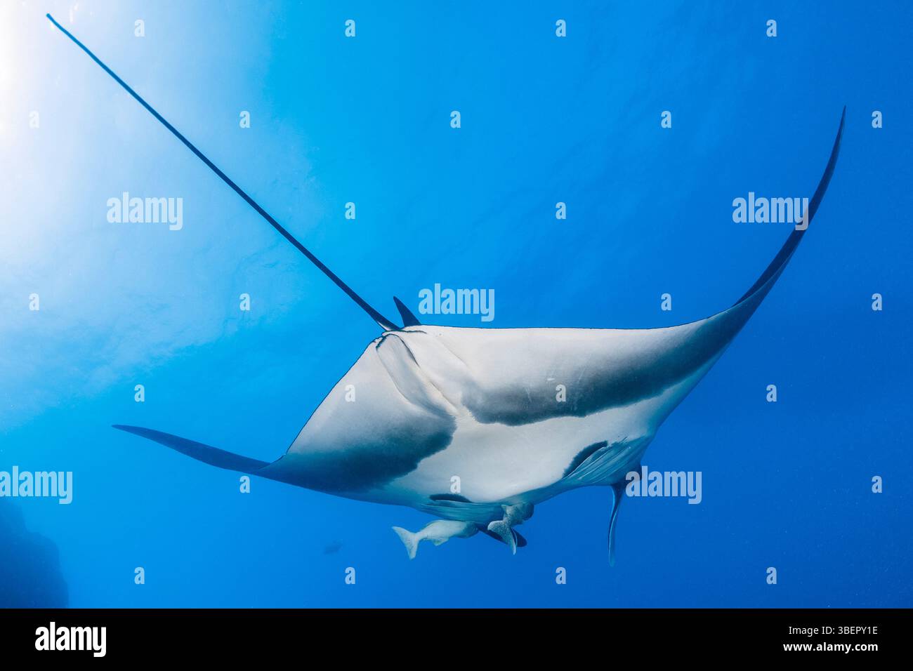 giant oceanic manta ray, Manta birostris, with common remora, Remora ...