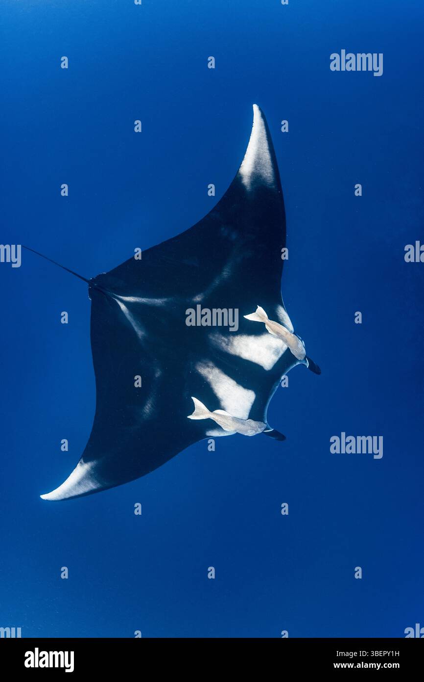 giant oceanic manta ray, Manta birostris, with common remora, Remora ...