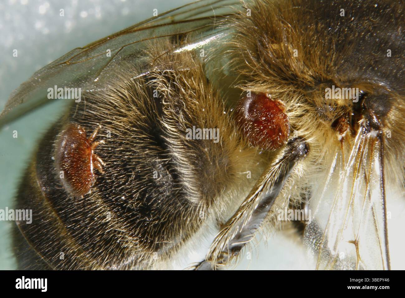 Varroa mite - on dead honey bees (Varroa destructor Stock Photo - Alamy