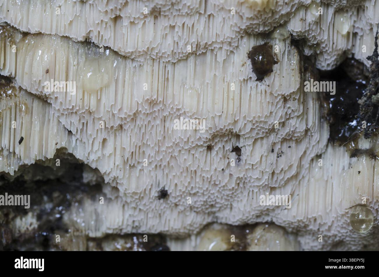 Pink-coloured sap spore (Rhodonia placenta Stock Photo - Alamy