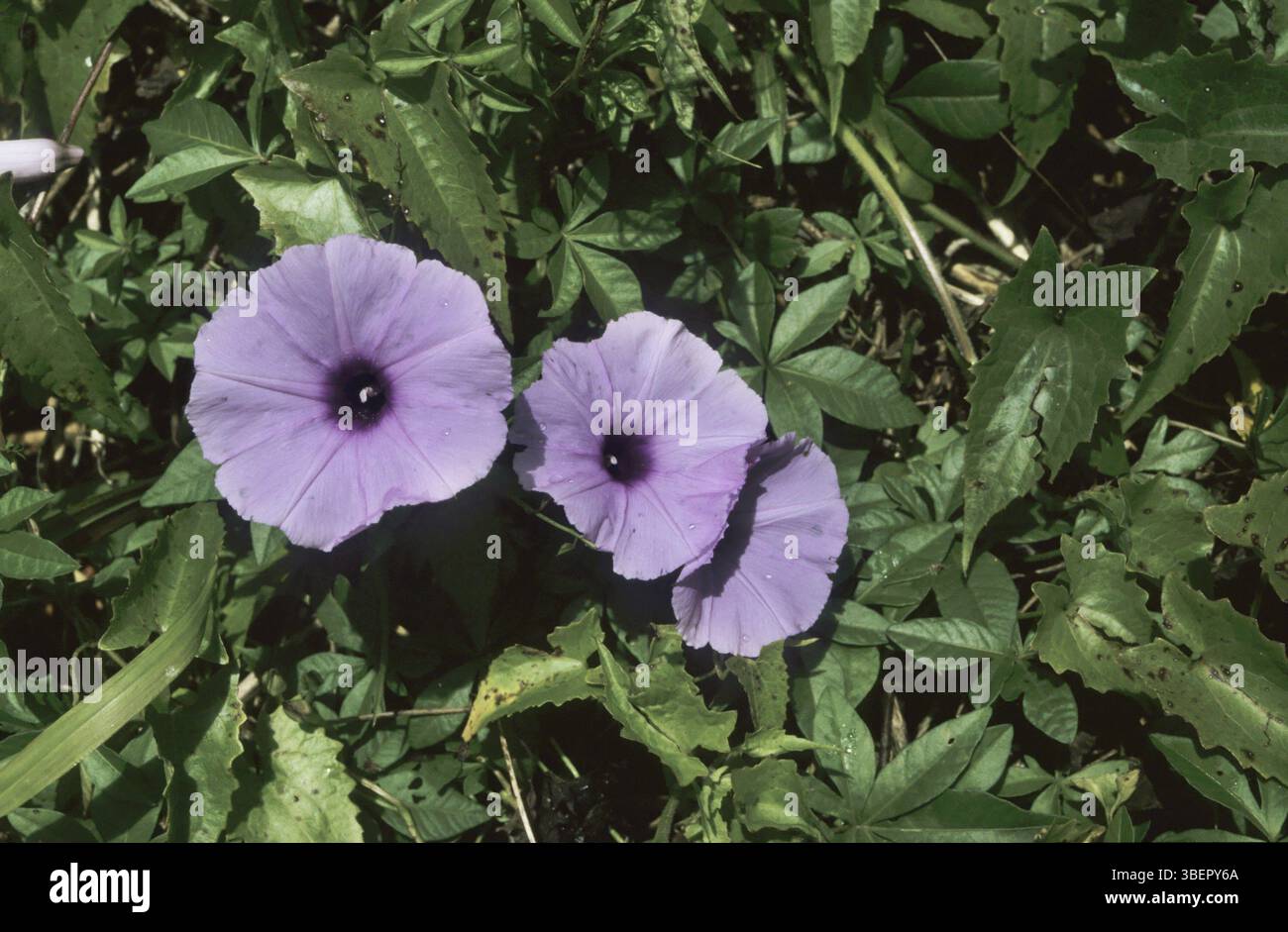 Empress bindweed (Ipomoea cairica Stock Photo - Alamy