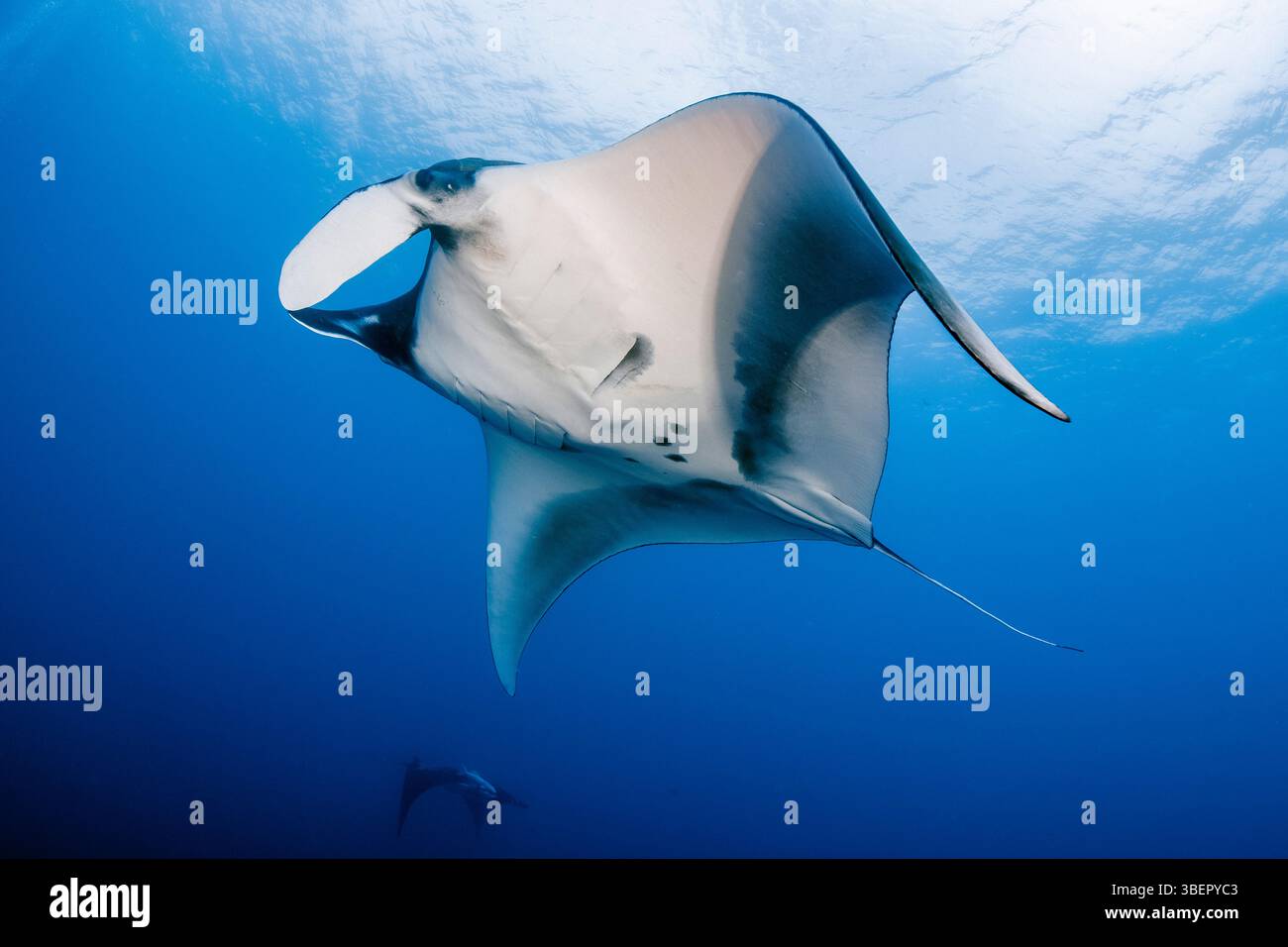 giant oceanic manta ray, Manta birostris, San Benedicto Island ...