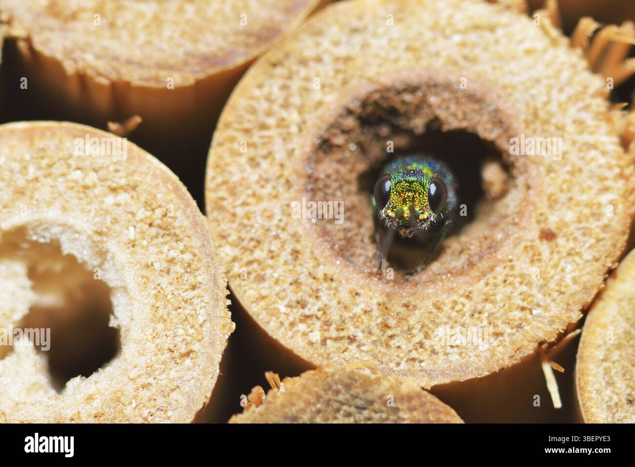 Blue-green gold wasp (Chrysis fulgida Stock Photo - Alamy