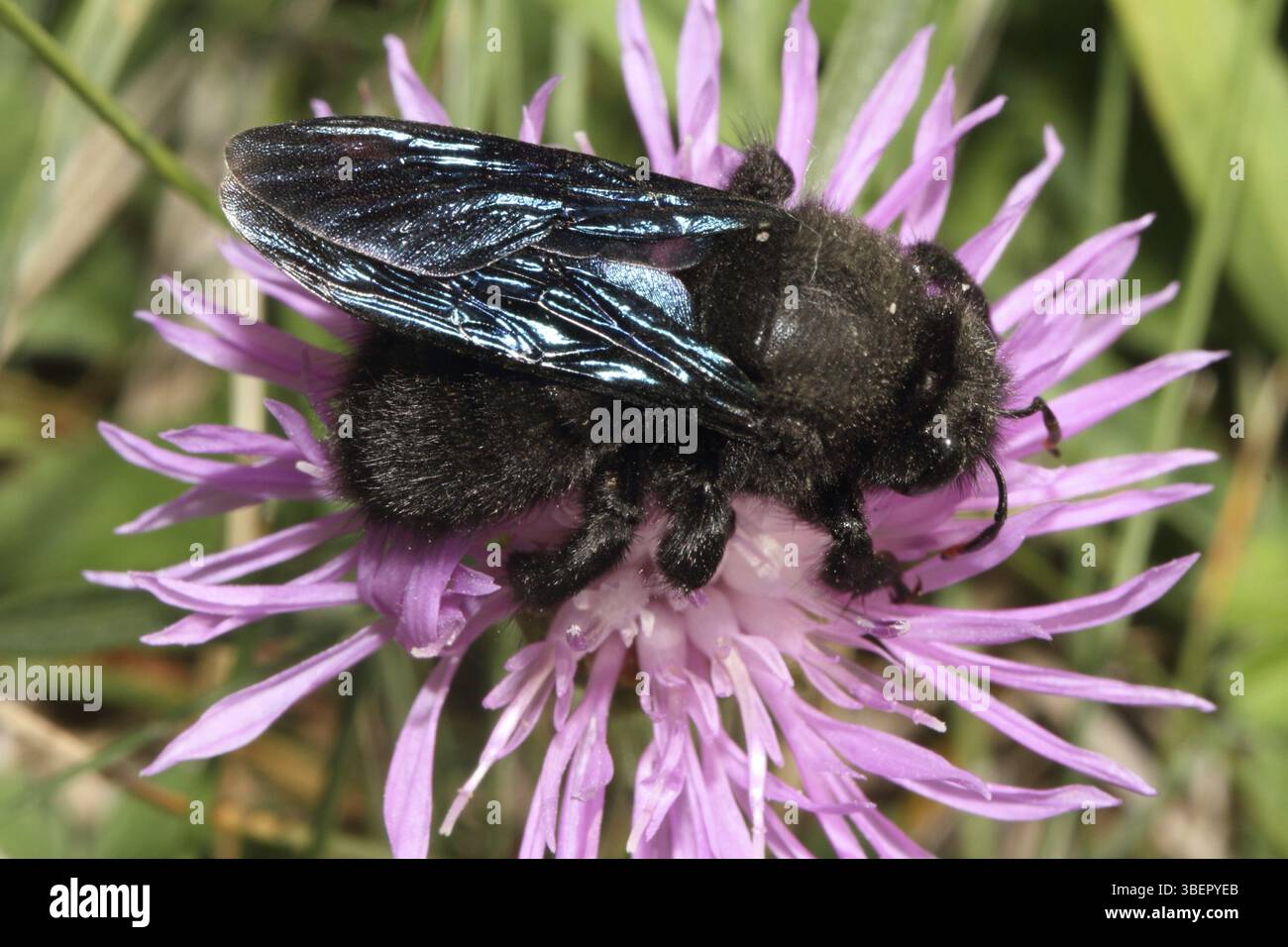 Violet carpenter bee (Xylocopa violacea Stock Photo - Alamy