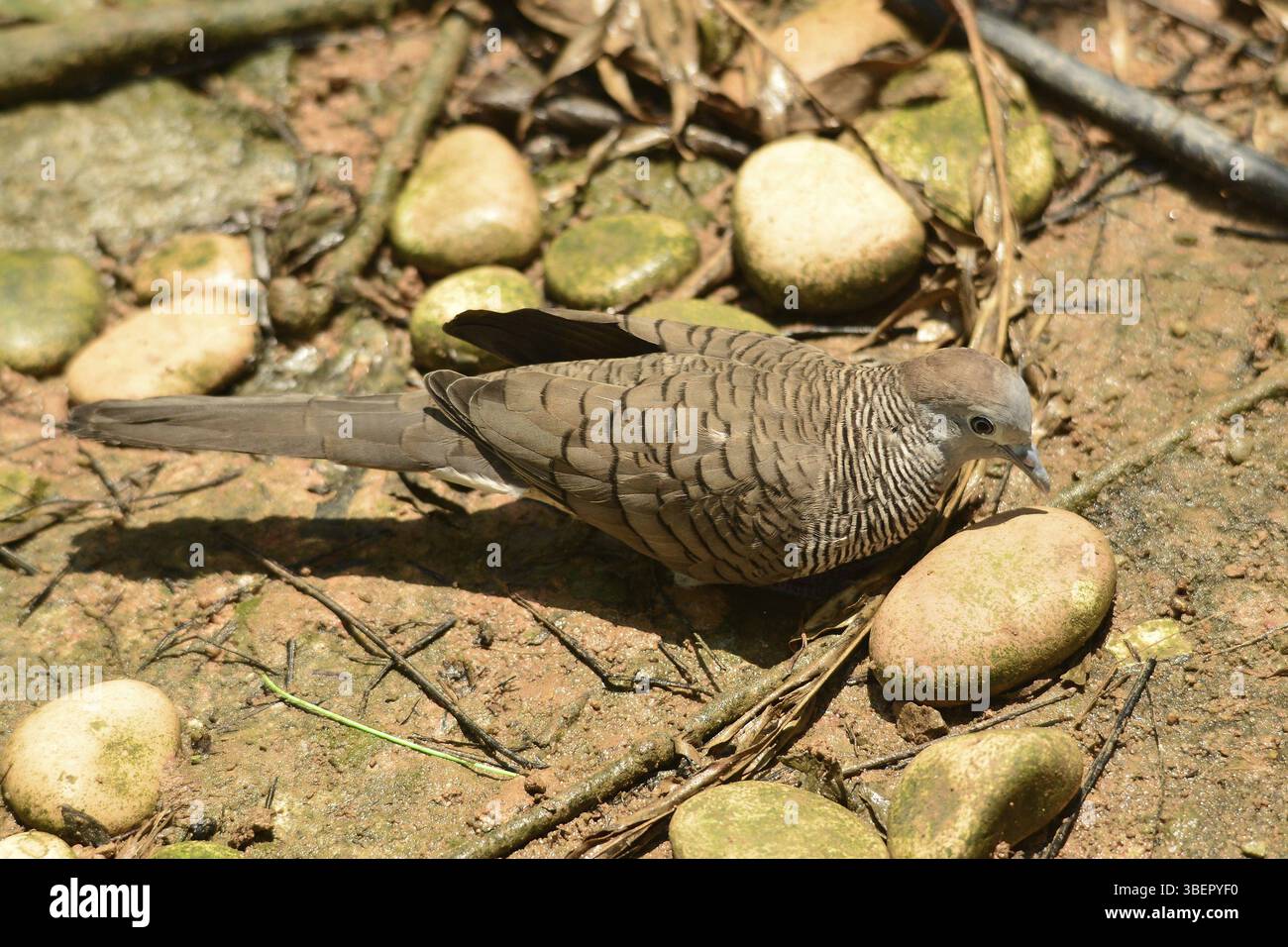 Eurasian sparrowhawk (Geopelia striata Stock Photo - Alamy