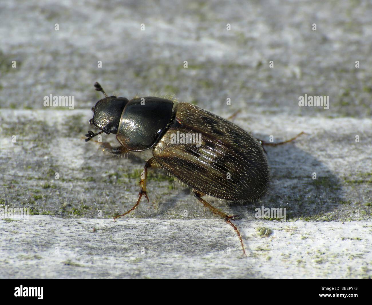 Rabbit dung beetle (Aphodius contaminatus Stock Photo - Alamy
