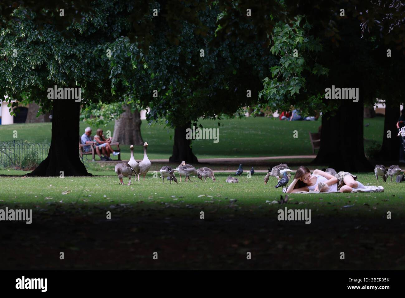 LONDON, UK. 29th May, 2025. Greylag goose at London's Green Park is ...