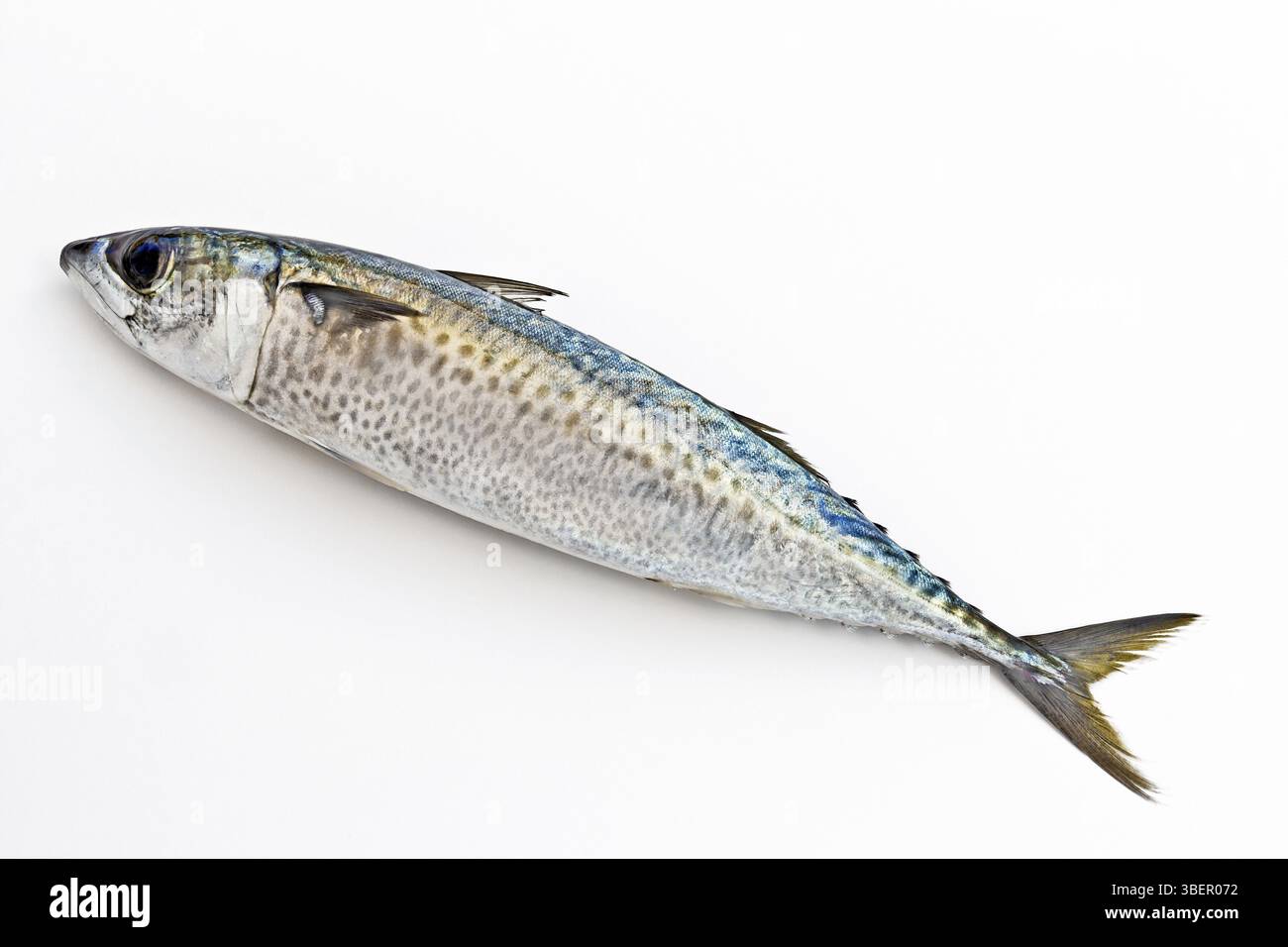 Fish atlantic mackerel scomber hi-res stock photography and images - Alamy