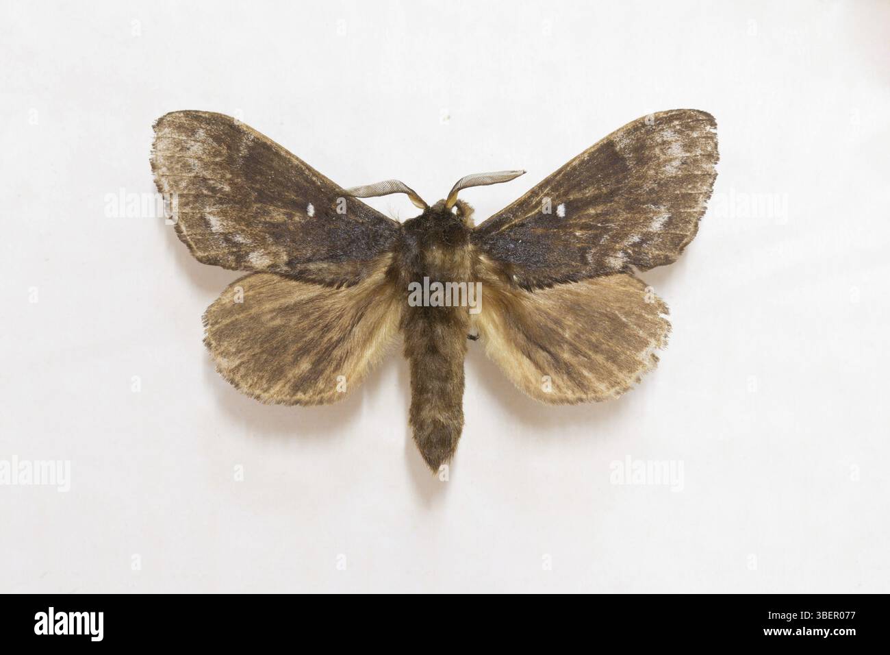 Spruce moth (Dendrolimus pini Stock Photo - Alamy