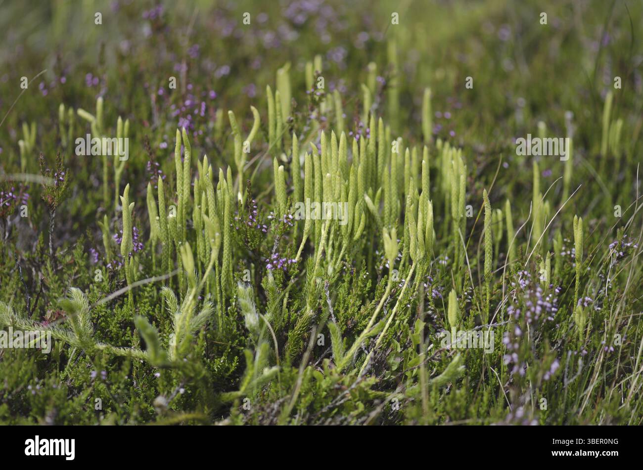 Club moss (Lycopodium clavatum Stock Photo - Alamy
