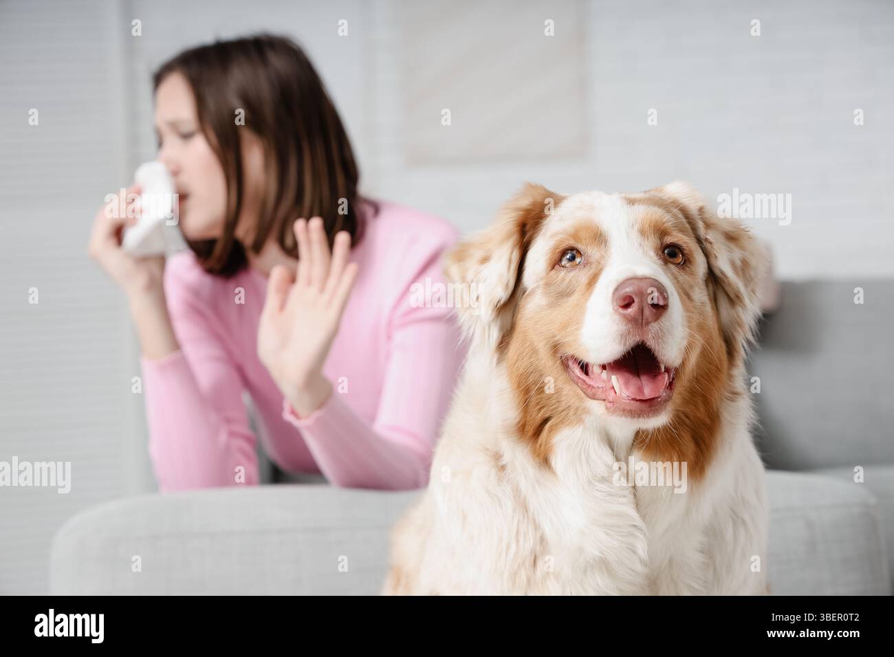 Dog and young sneezing woman at home. Fur allergy Stock Photo - Alamy