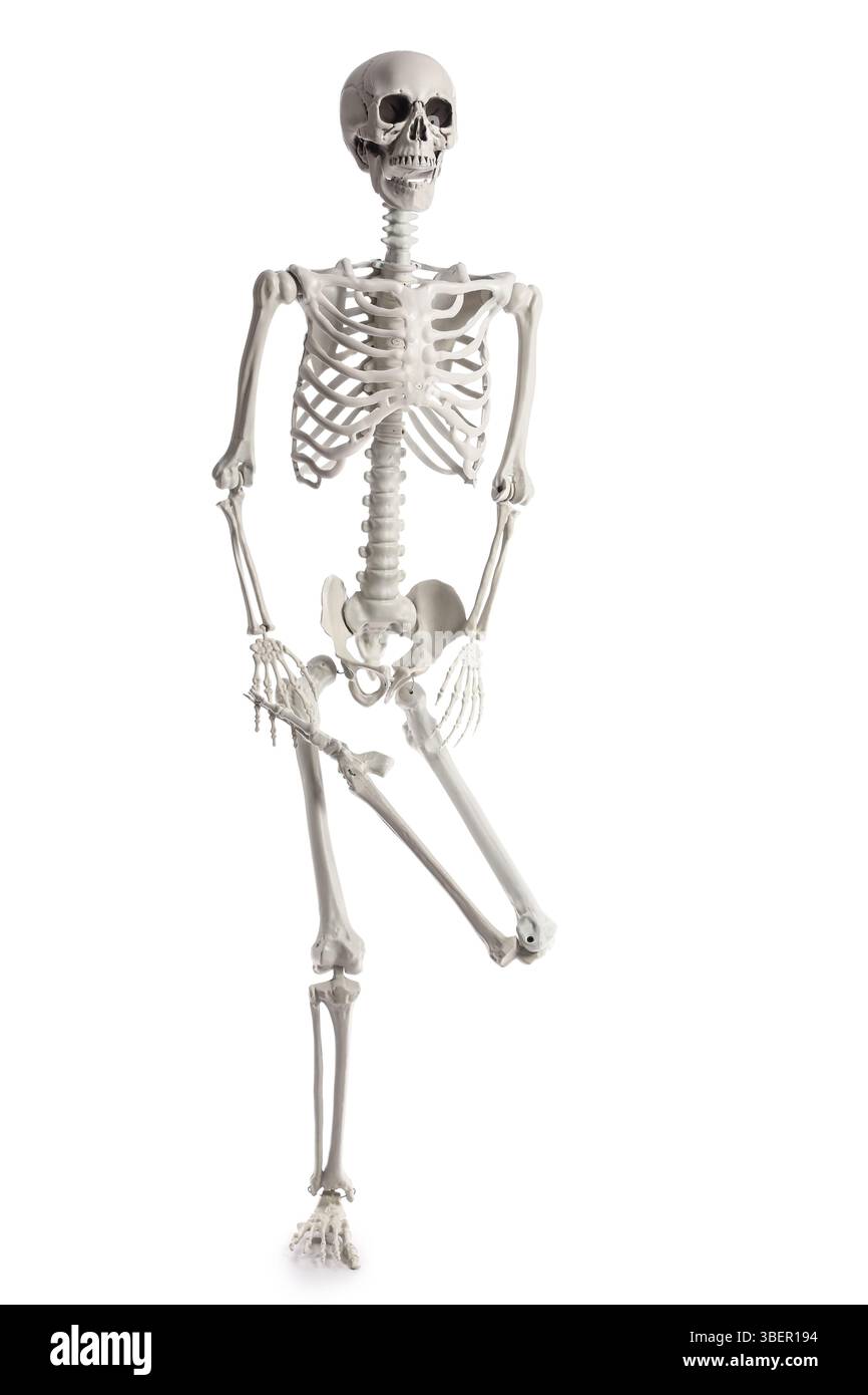 Scary human skeleton isolated on white background Stock Photo - Alamy