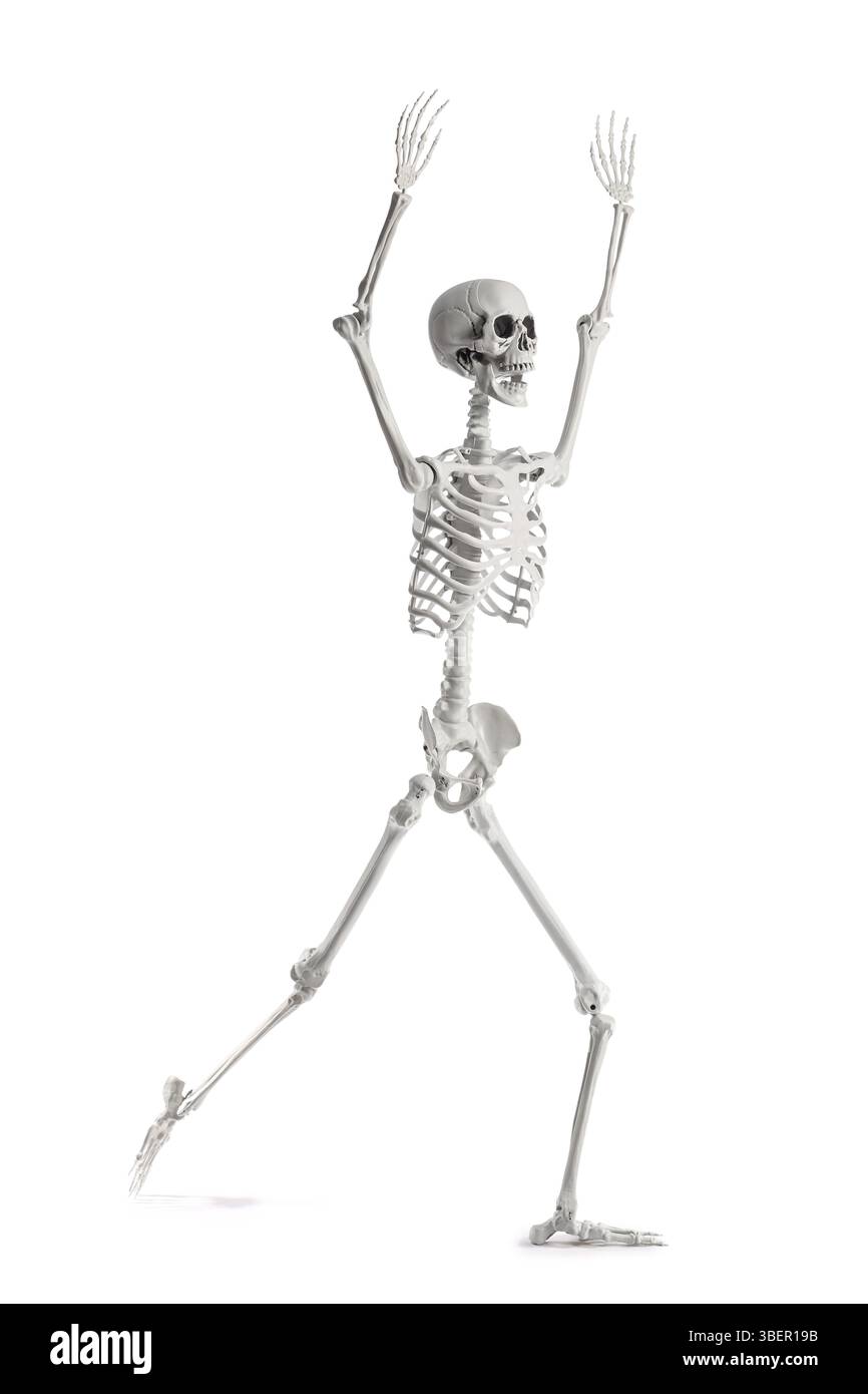 Scary human skeleton with raised hands running on white background ...