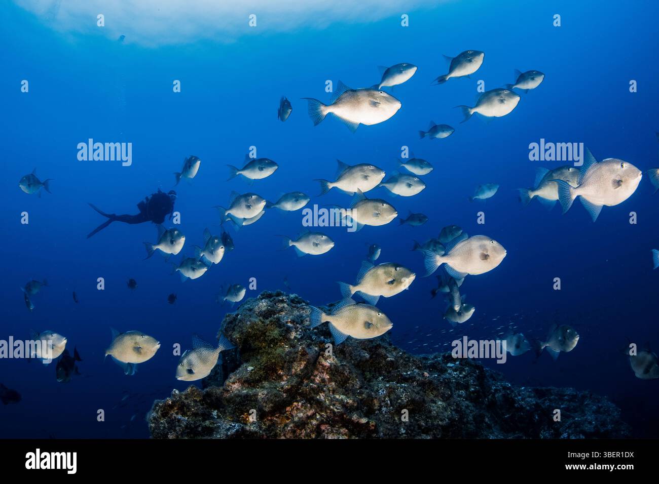 grey triggerfish, gray triggerfish, Balistes capriscus, schooling, and ...