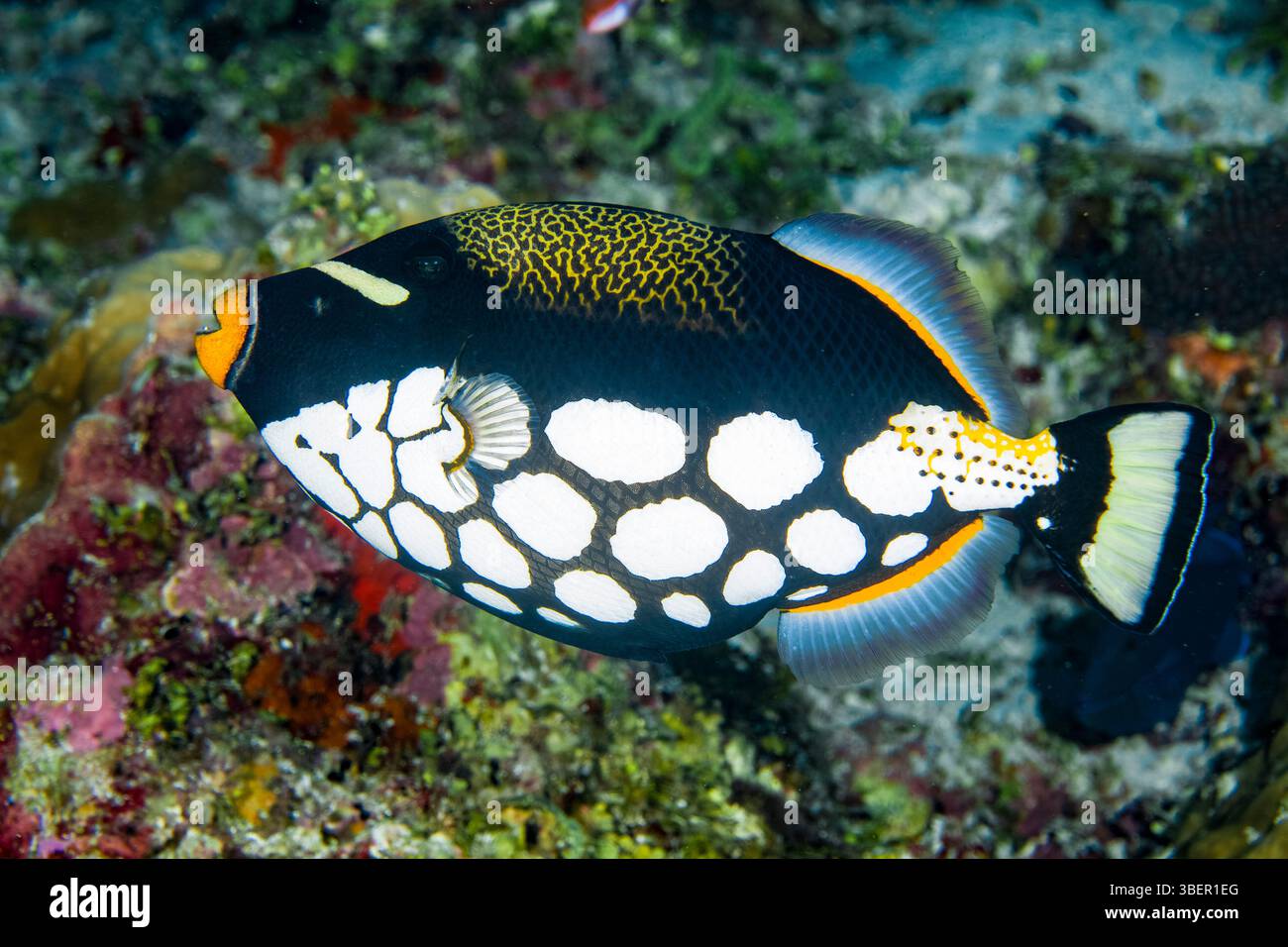clown triggerfish, Balistoides conspicillum, Maldives, Indian Ocean ...
