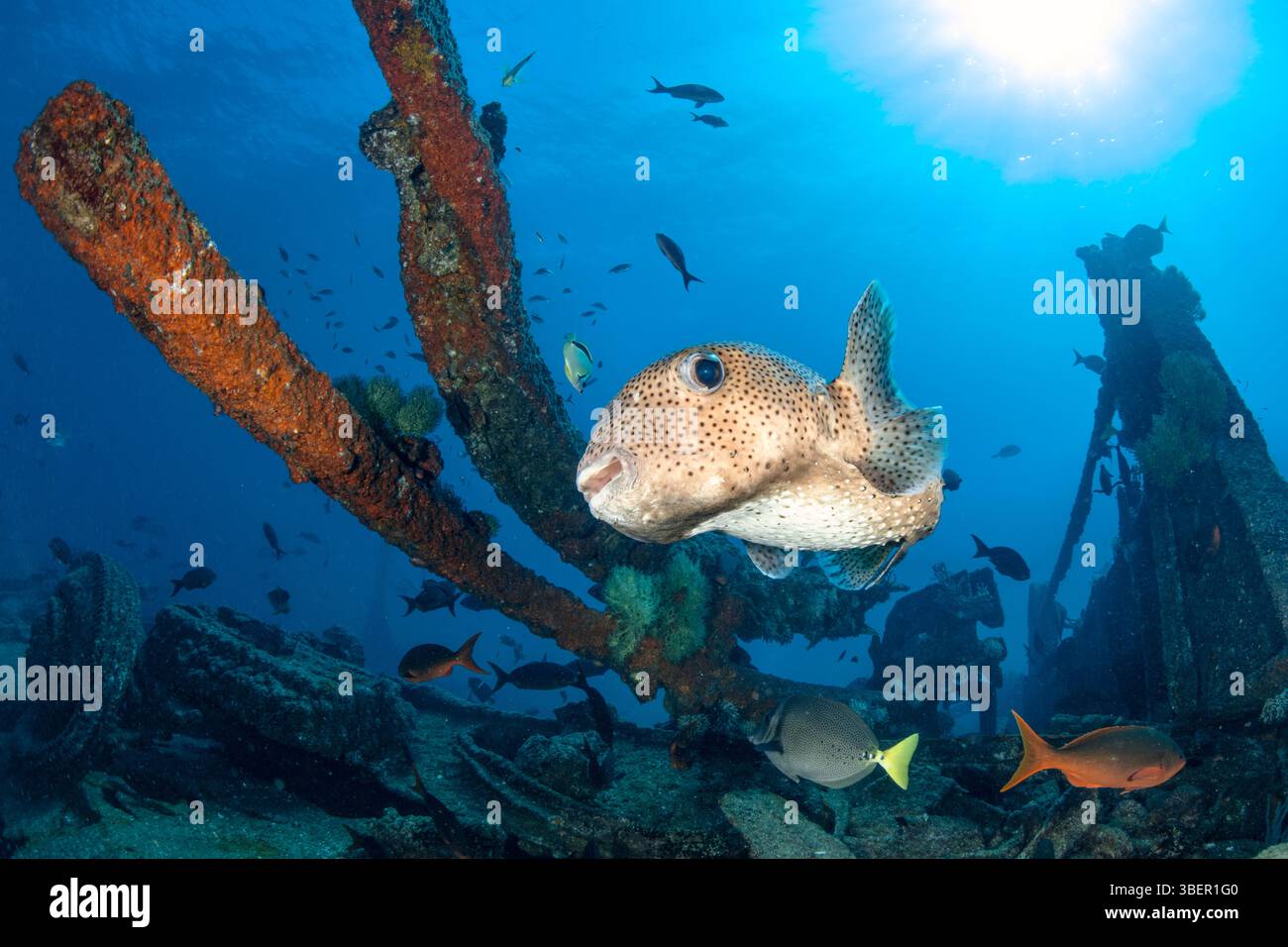 spotted porcupinefish, spot-fin porcupinefish, Diodon hystrix, at the ...