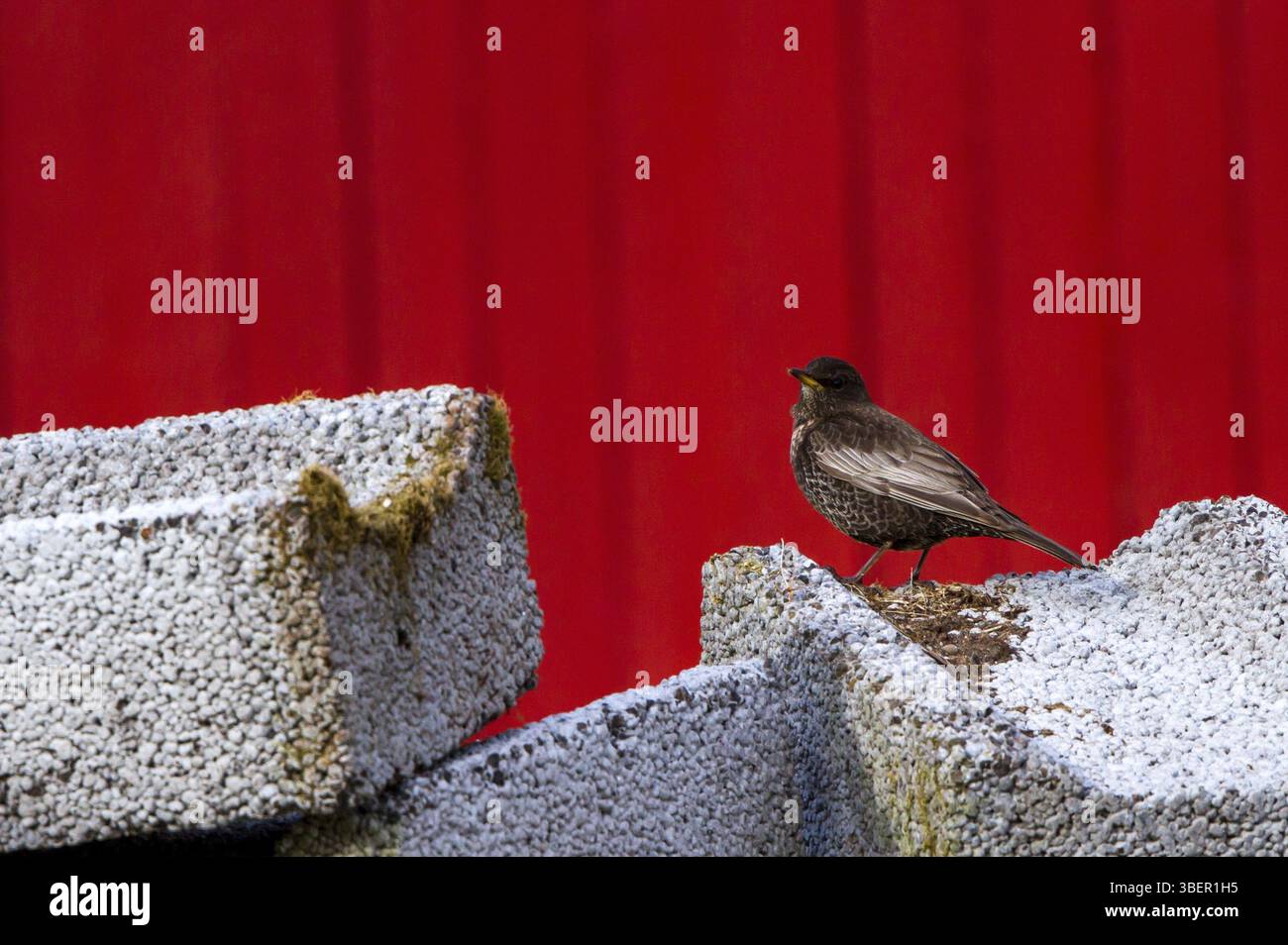 Ring Ouzel - female (Turdus torquatus Stock Photo - Alamy
