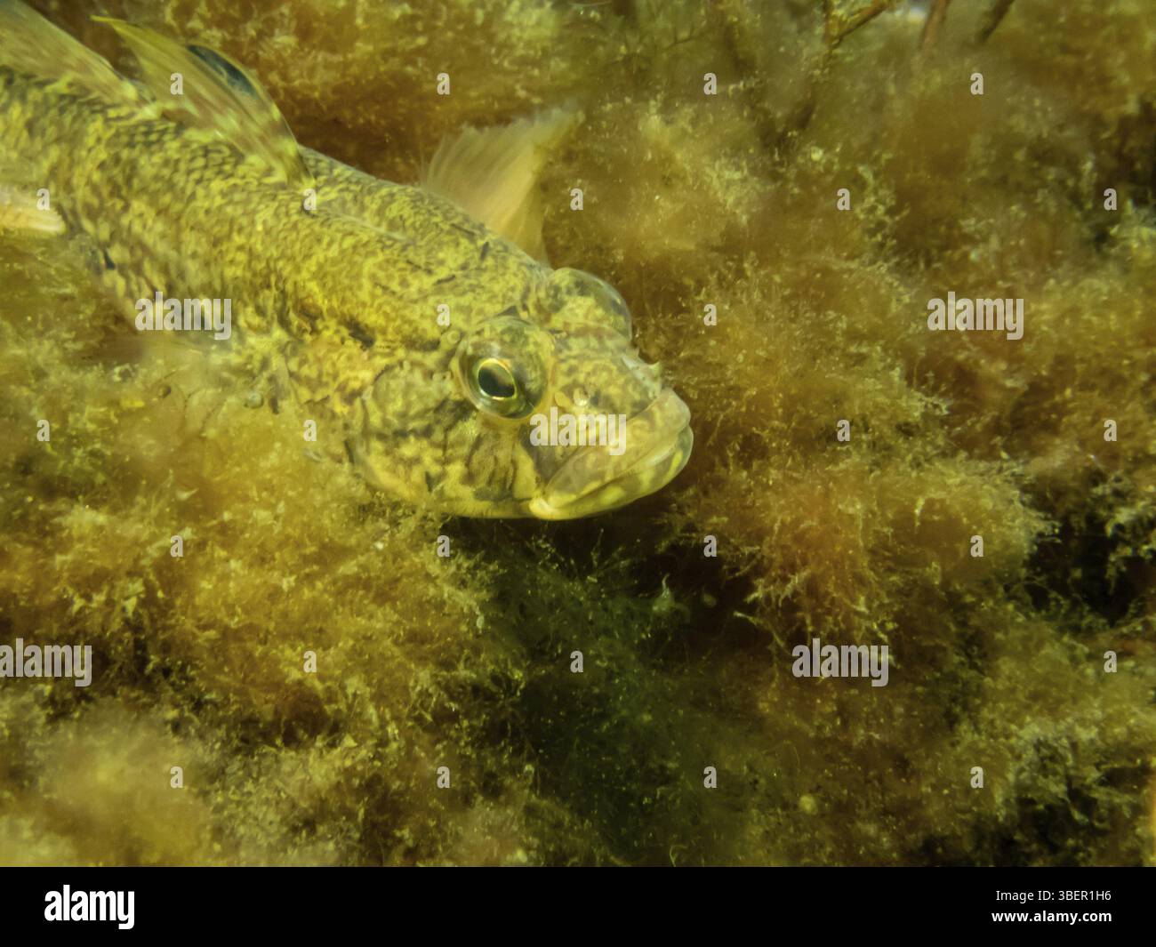 Spotted goby (Pomatoschistus pictus Stock Photo - Alamy