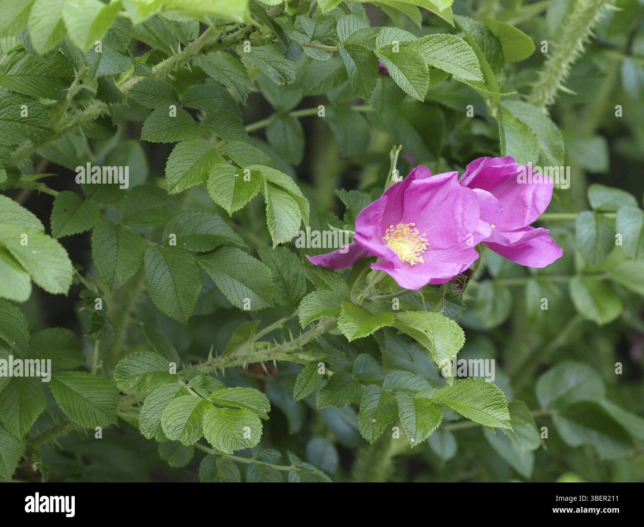 Rosa rugosa hedge hi-res stock photography and images - Alamy