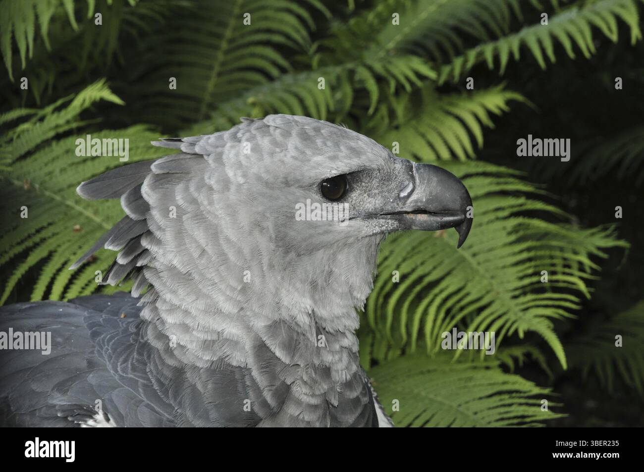 Harpy eagle (Harpia harpyja Stock Photo - Alamy