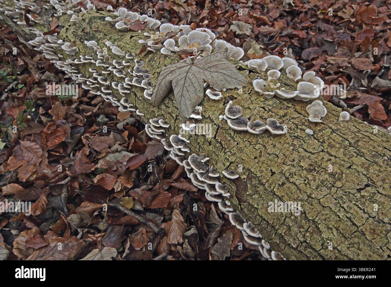 Bjerkandera fungus hi-res stock photography and images - Alamy
