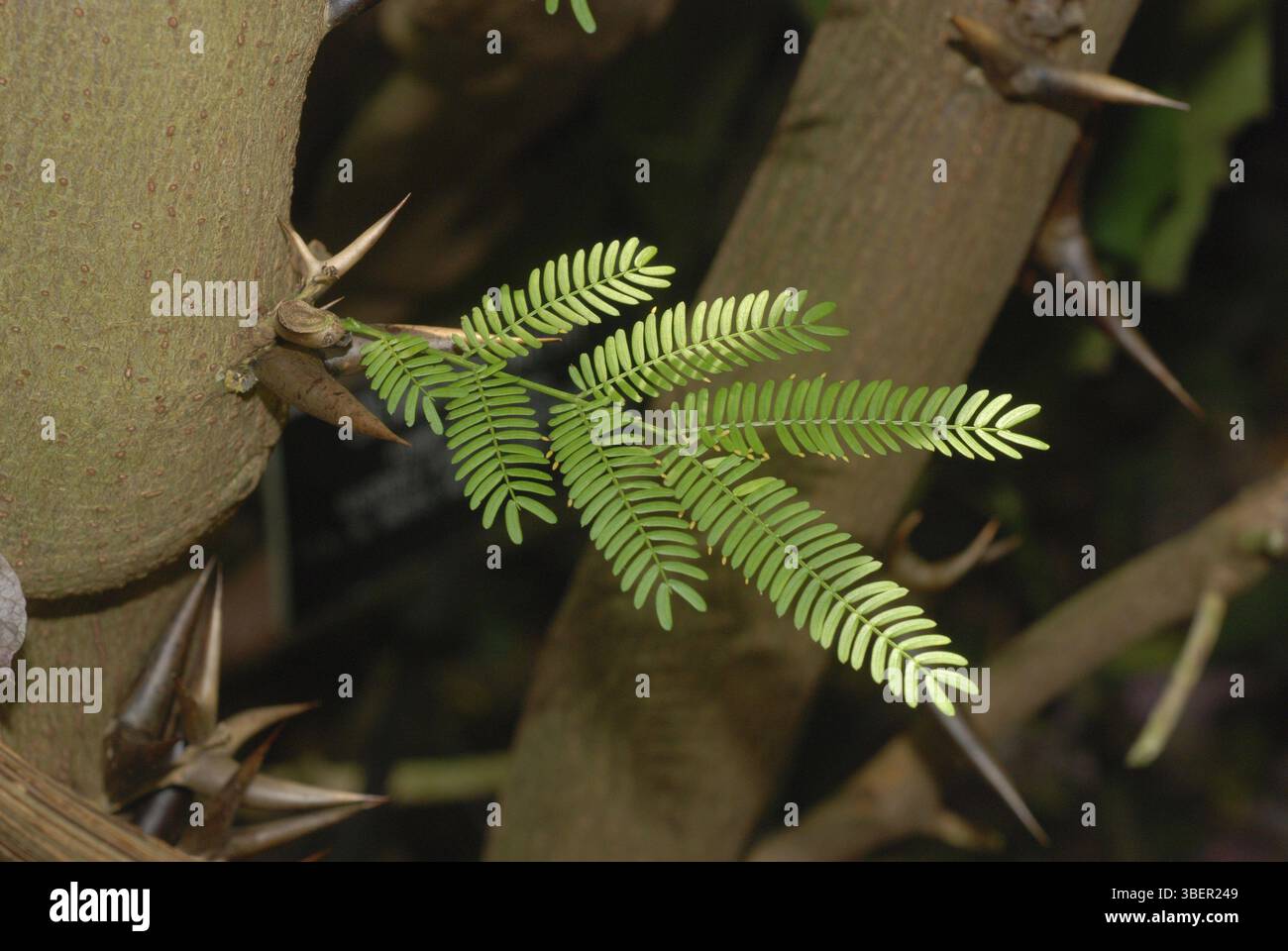 Buffalo horn acacia (Acacia cornigera Stock Photo - Alamy