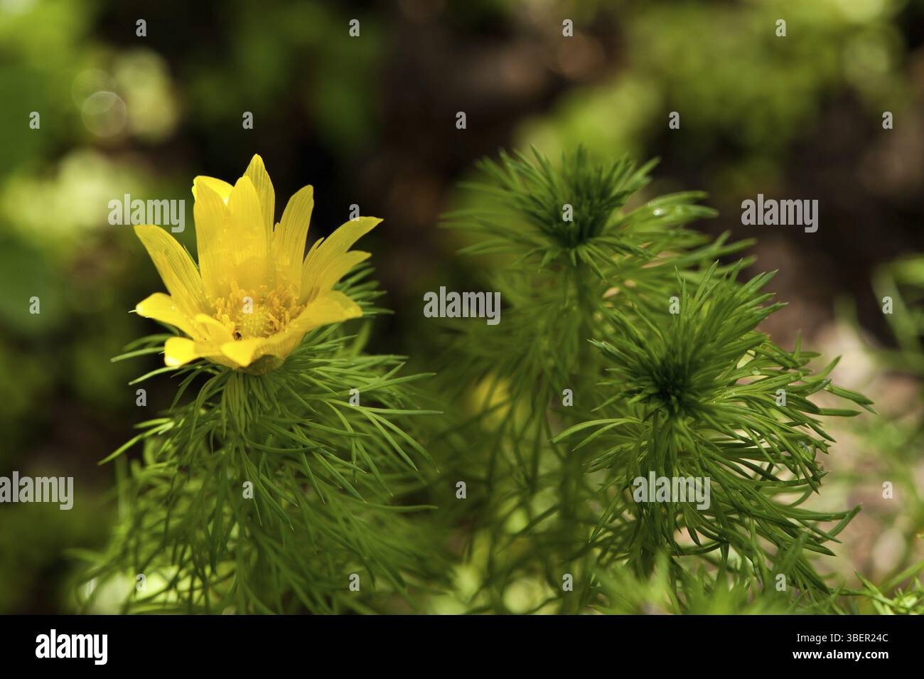 Medicinal plant adonis yellow hi-res stock photography and images - Alamy