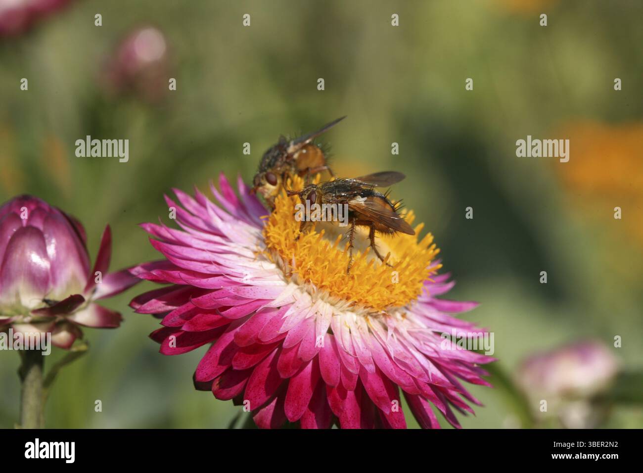Caterpillar fly (Tachinidae Stock Photo - Alamy