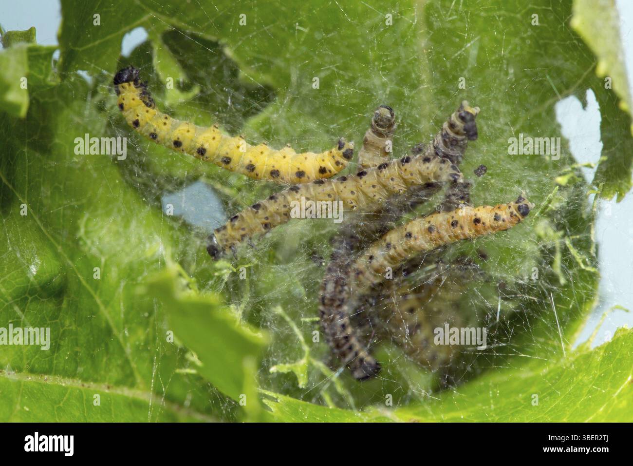 Apple webworm moth (Yponomeuta malinellus Stock Photo - Alamy