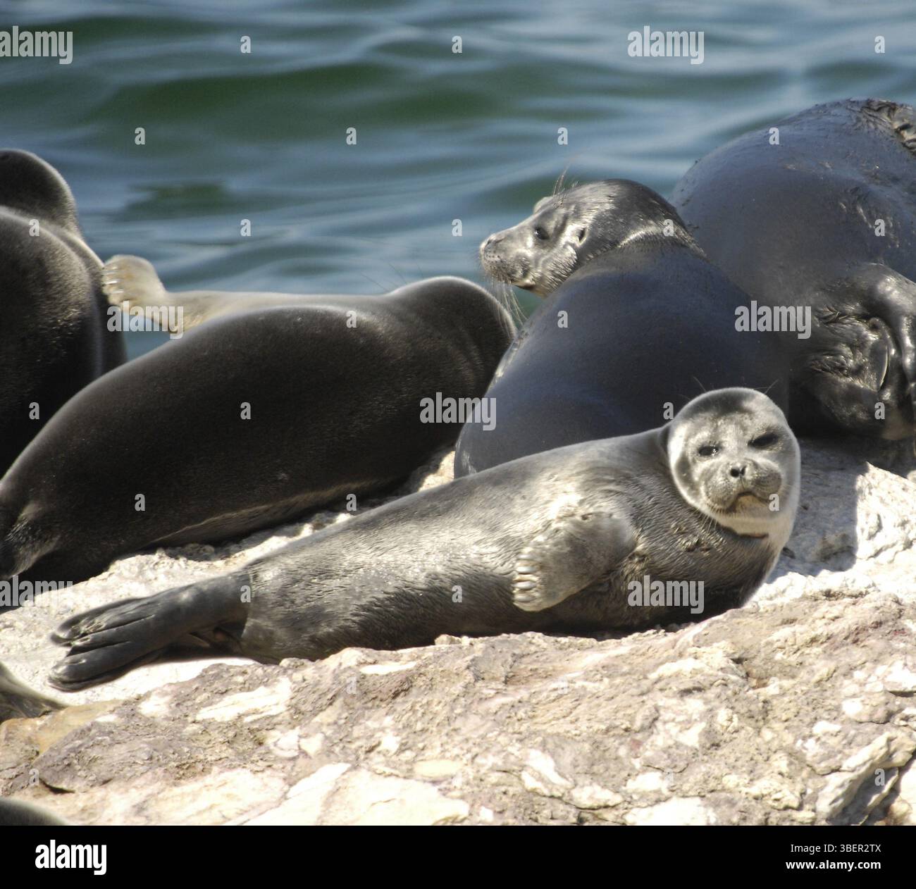 Freshwater seal hi-res stock photography and images - Alamy