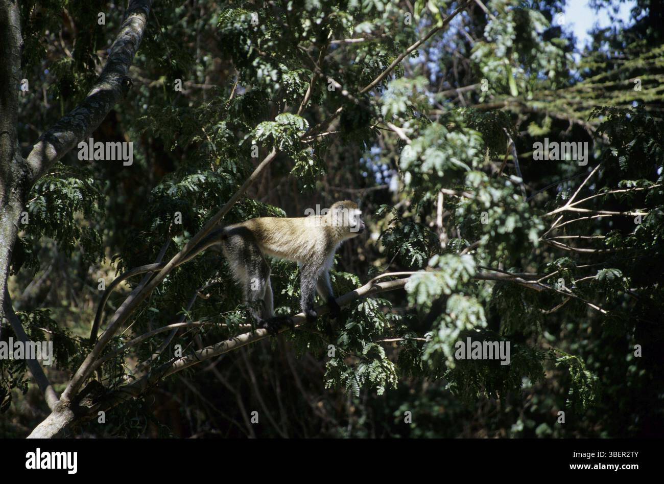 Vervet monkey (Chlorocebus pygerythrus Stock Photo - Alamy