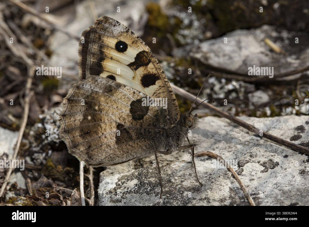Mountain witch (Chazara briseis Stock Photo - Alamy