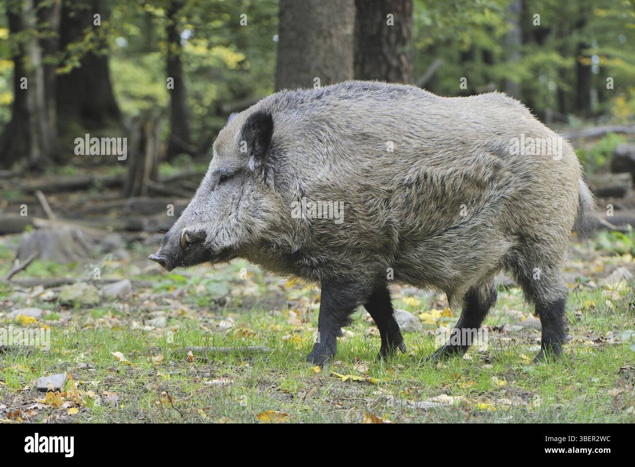Wild boar (Sus scrofa Stock Photo - Alamy
