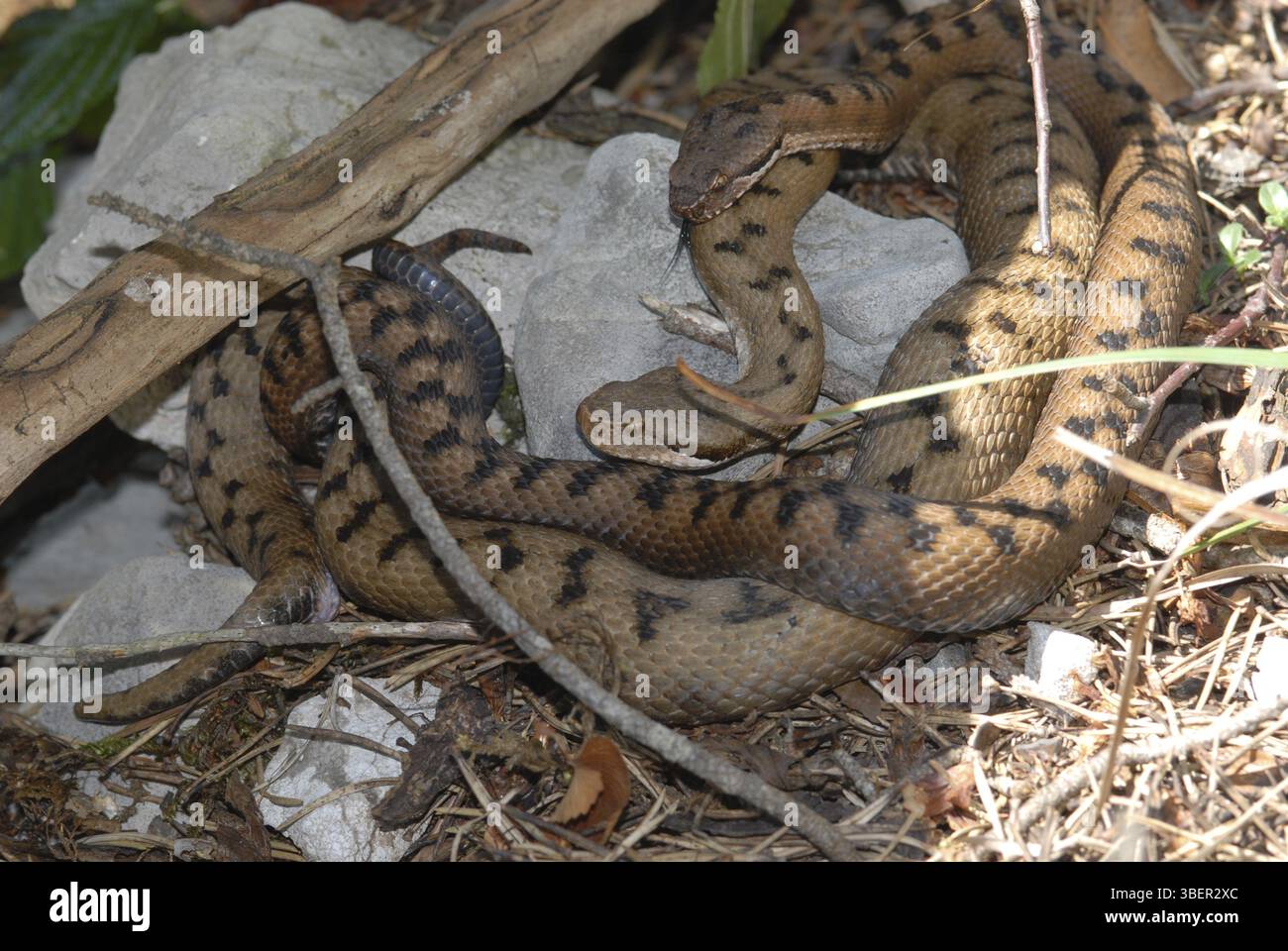 Aspis viper mating (Vipera aspis aspis Stock Photo - Alamy