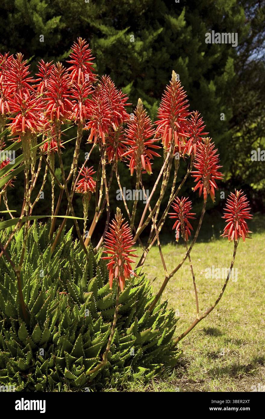 Candelabra Aloe (Aloe arborescens Stock Photo - Alamy