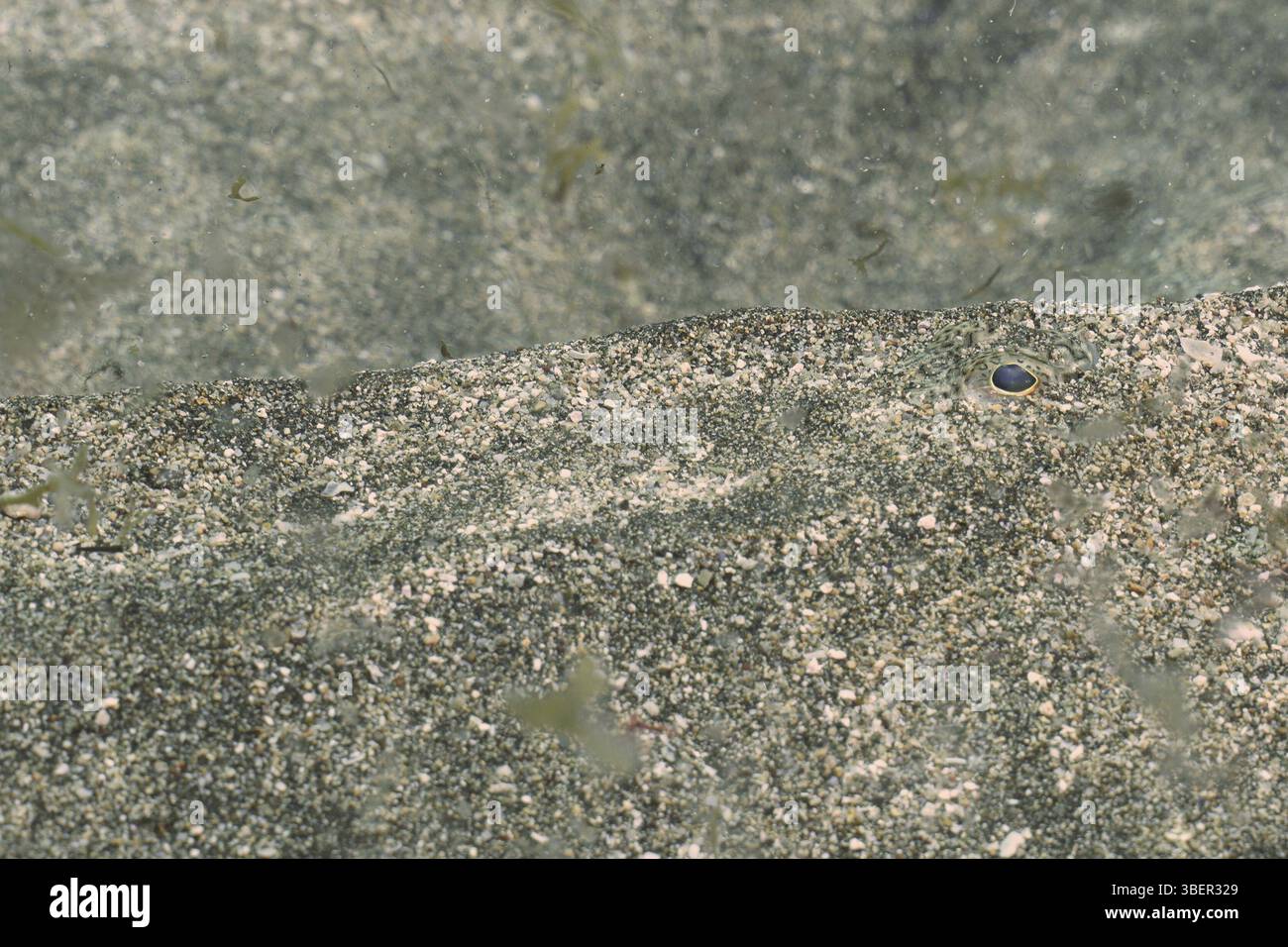 Greater Weever (Trachinus draco Stock Photo - Alamy