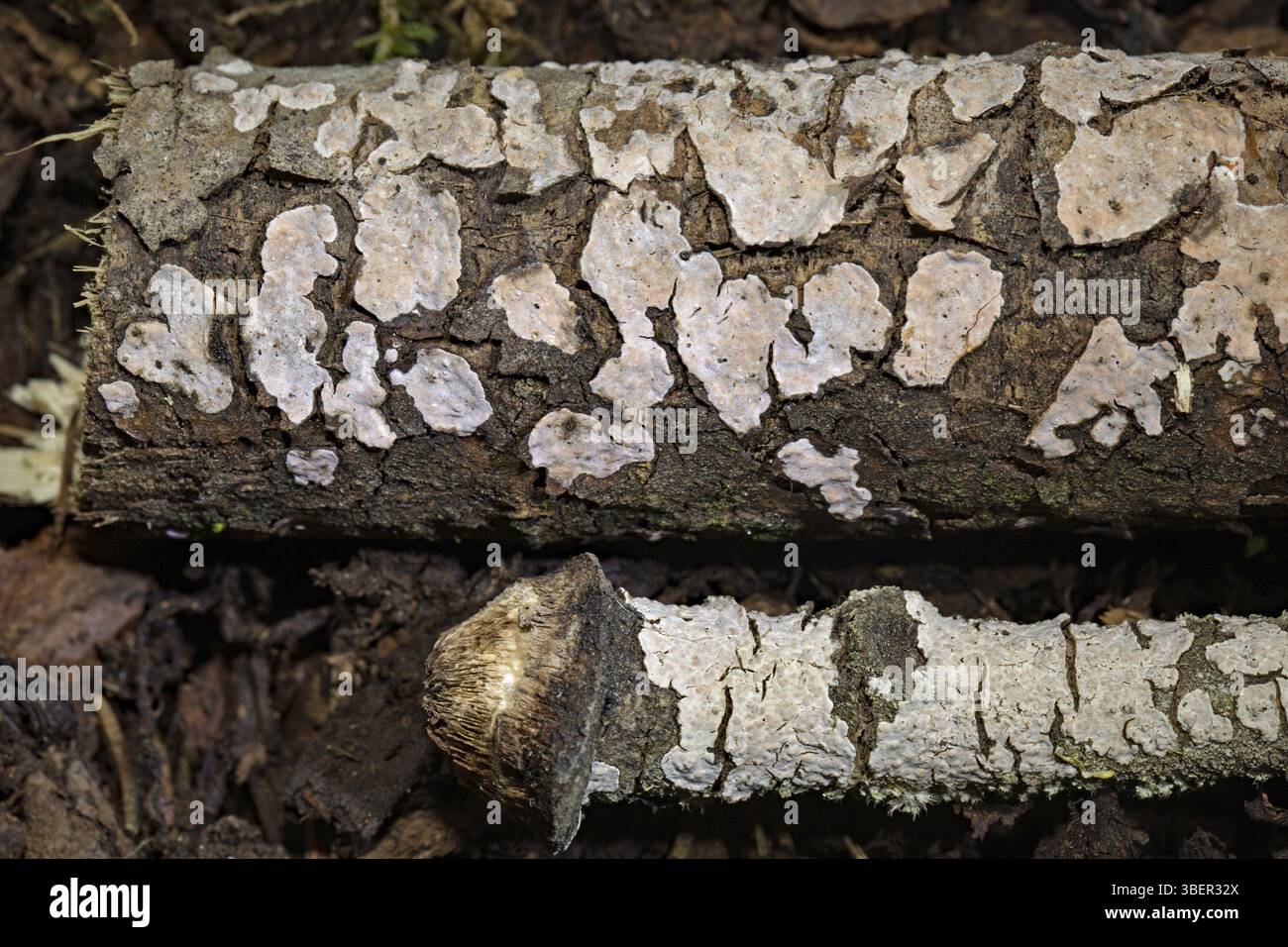 Aspen cystid bark fungus (Peniophora polygonia Stock Photo - Alamy