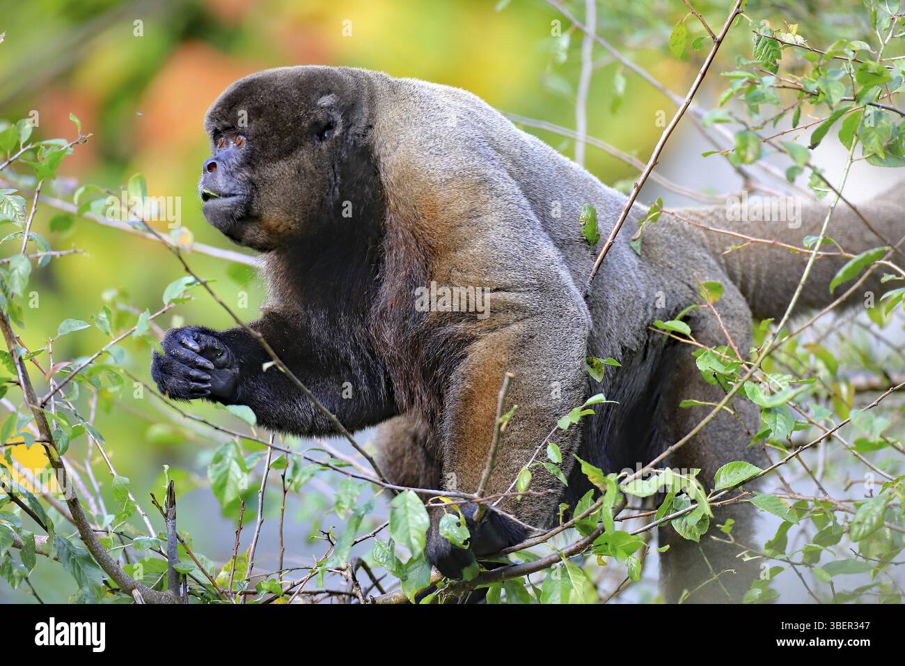 Woolly monkey (Lagothrix lagotricha Stock Photo - Alamy