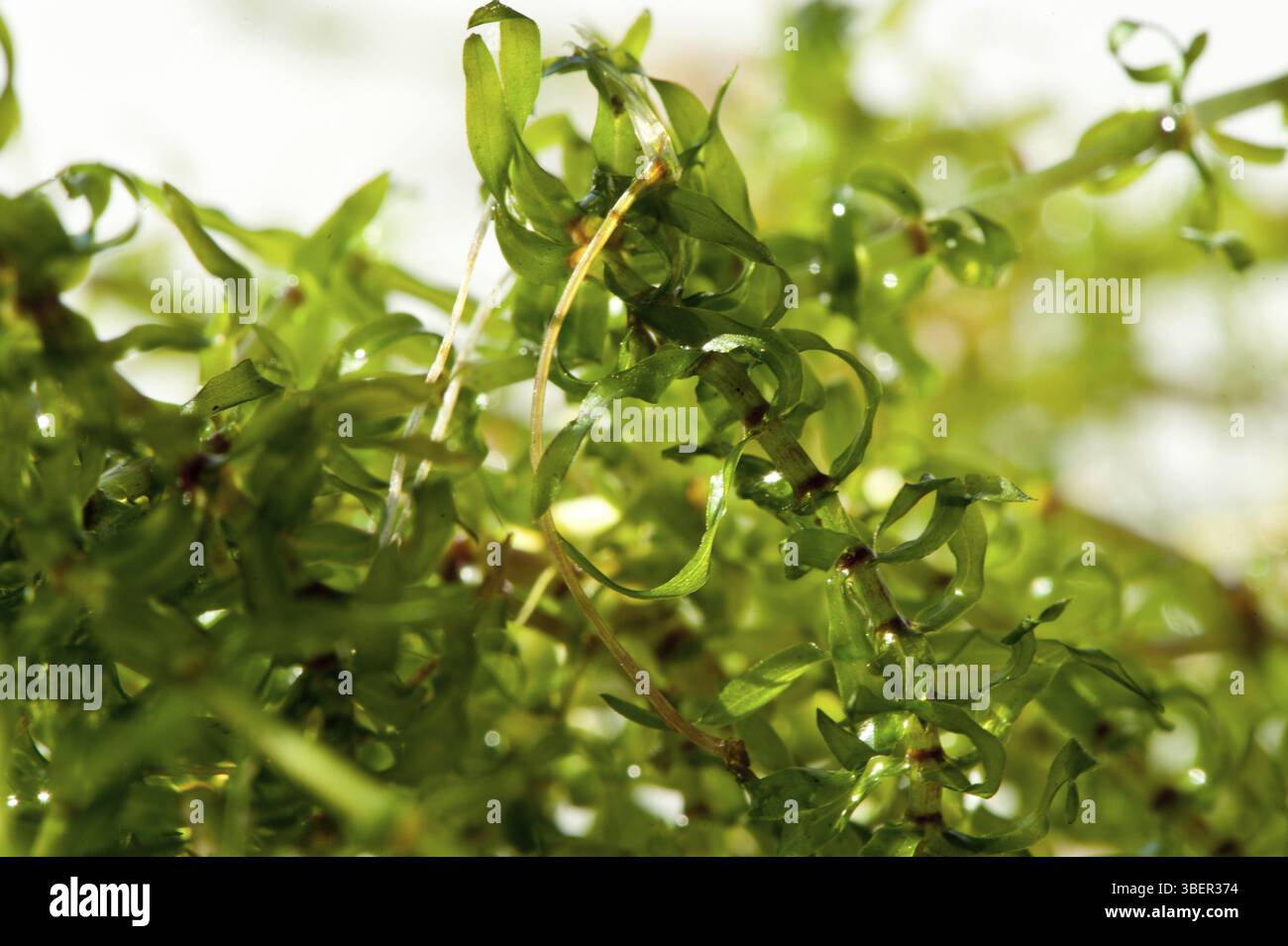 Elodea plant hi-res stock photography and images - Alamy