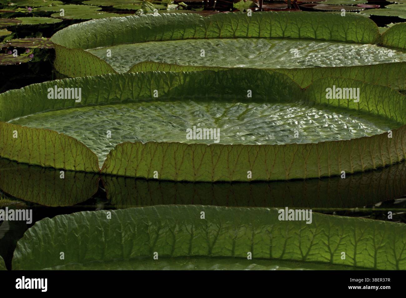 Santa Cruz giant water lily (Victoria cruziana Stock Photo - Alamy