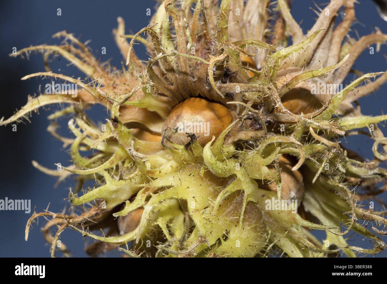 Tree hazel (Corylus colurna Stock Photo - Alamy
