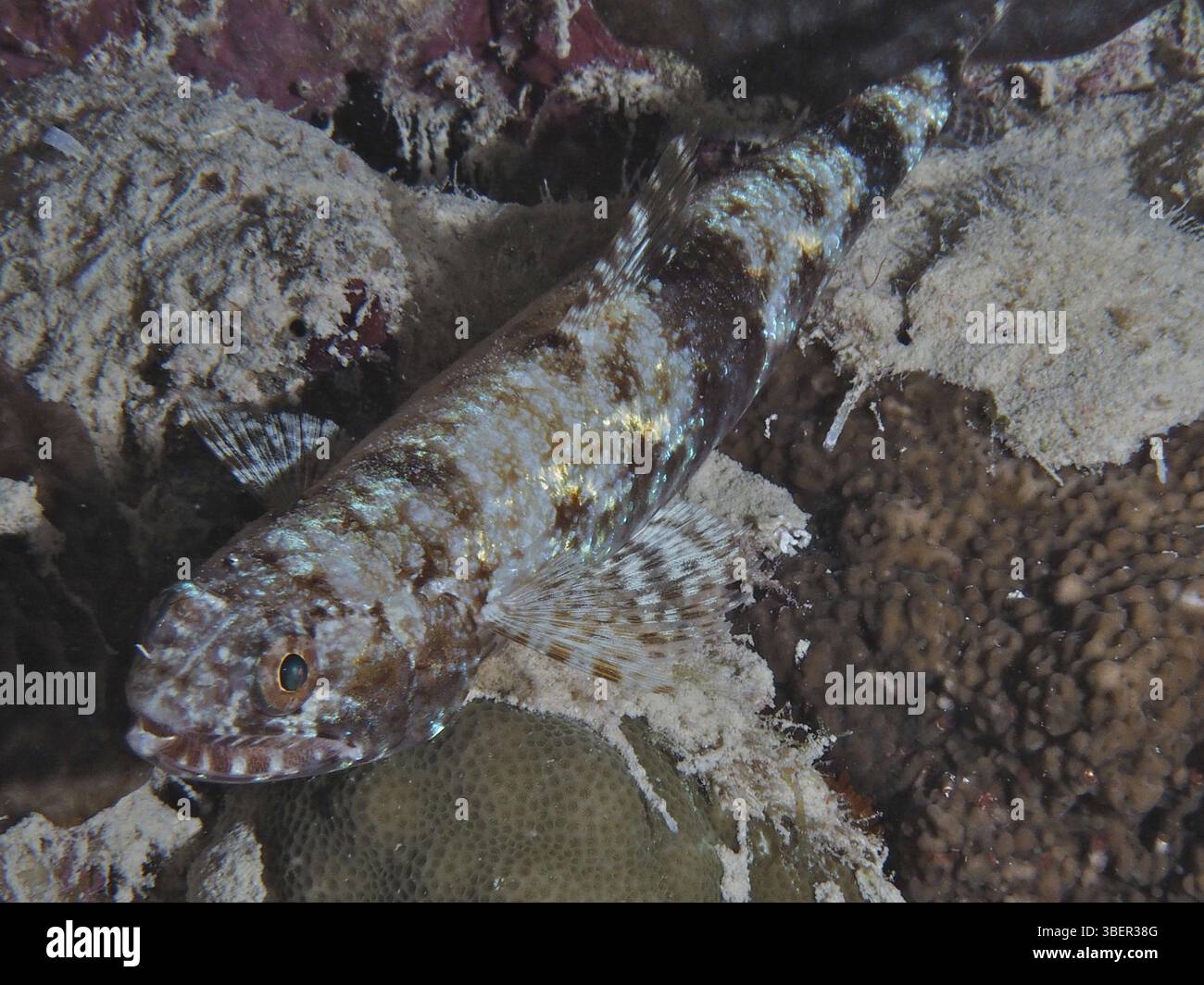 Red lizardfish hi-res stock photography and images - Alamy