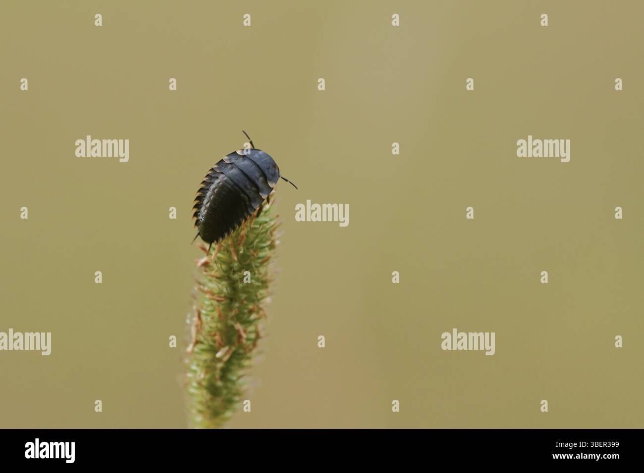 Carrion beetle larva silphidae hi-res stock photography and images - Alamy