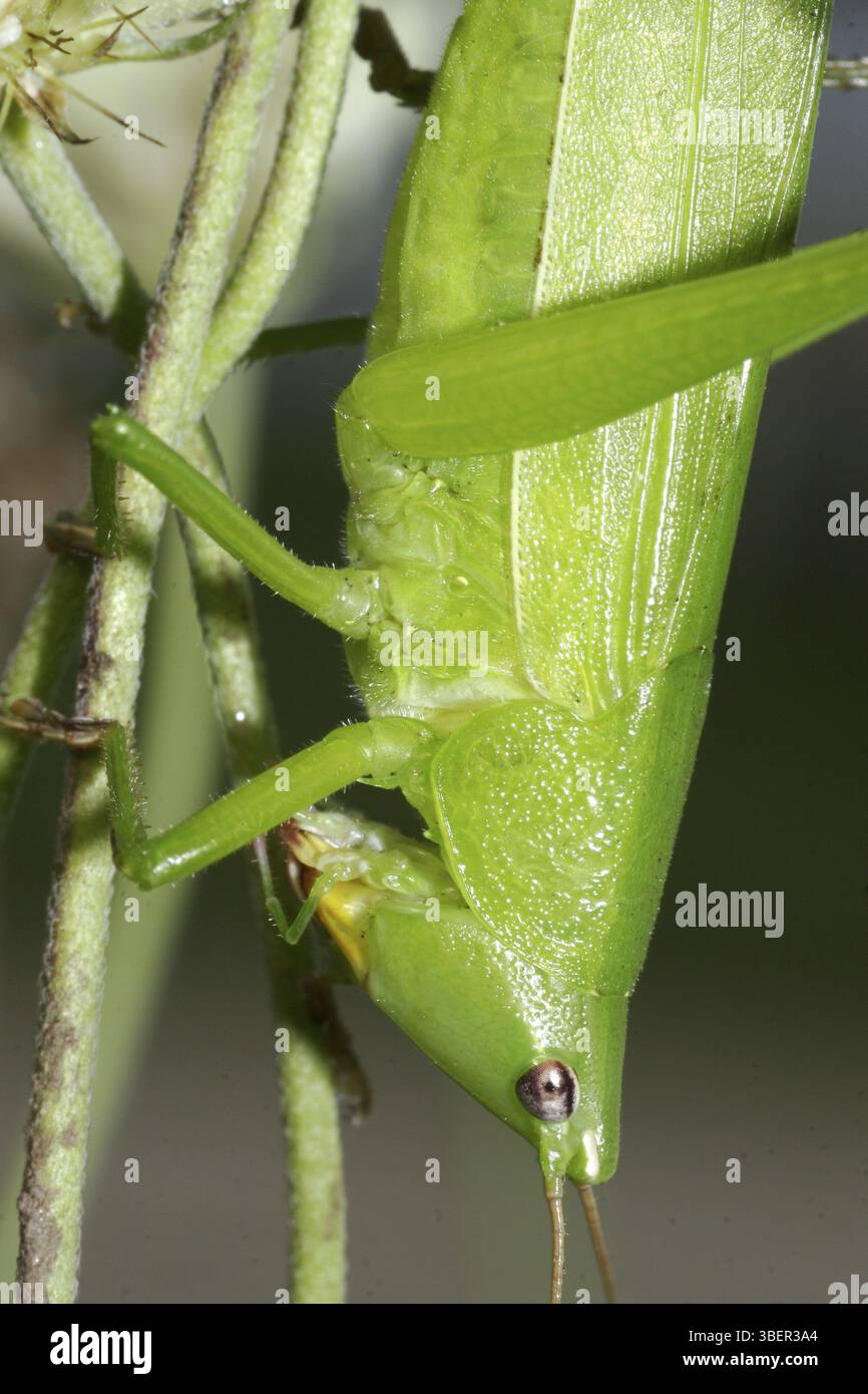 Ruspolia nitidula hi-res stock photography and images - Alamy