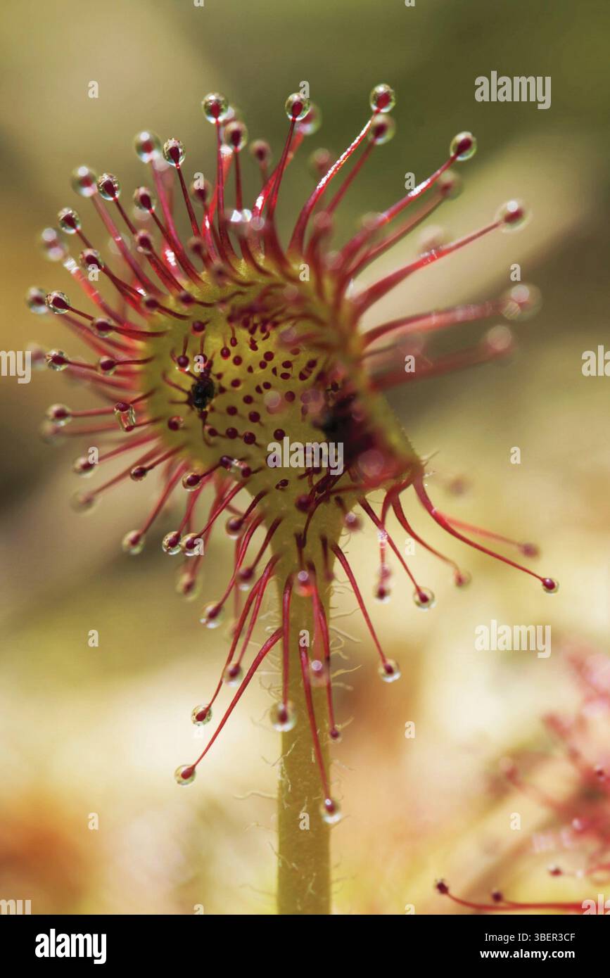 Drosera plant hi-res stock photography and images - Alamy