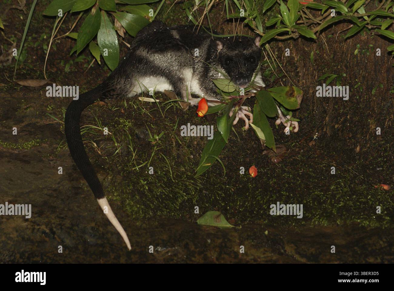 Chironectes hi-res stock photography and images - Alamy