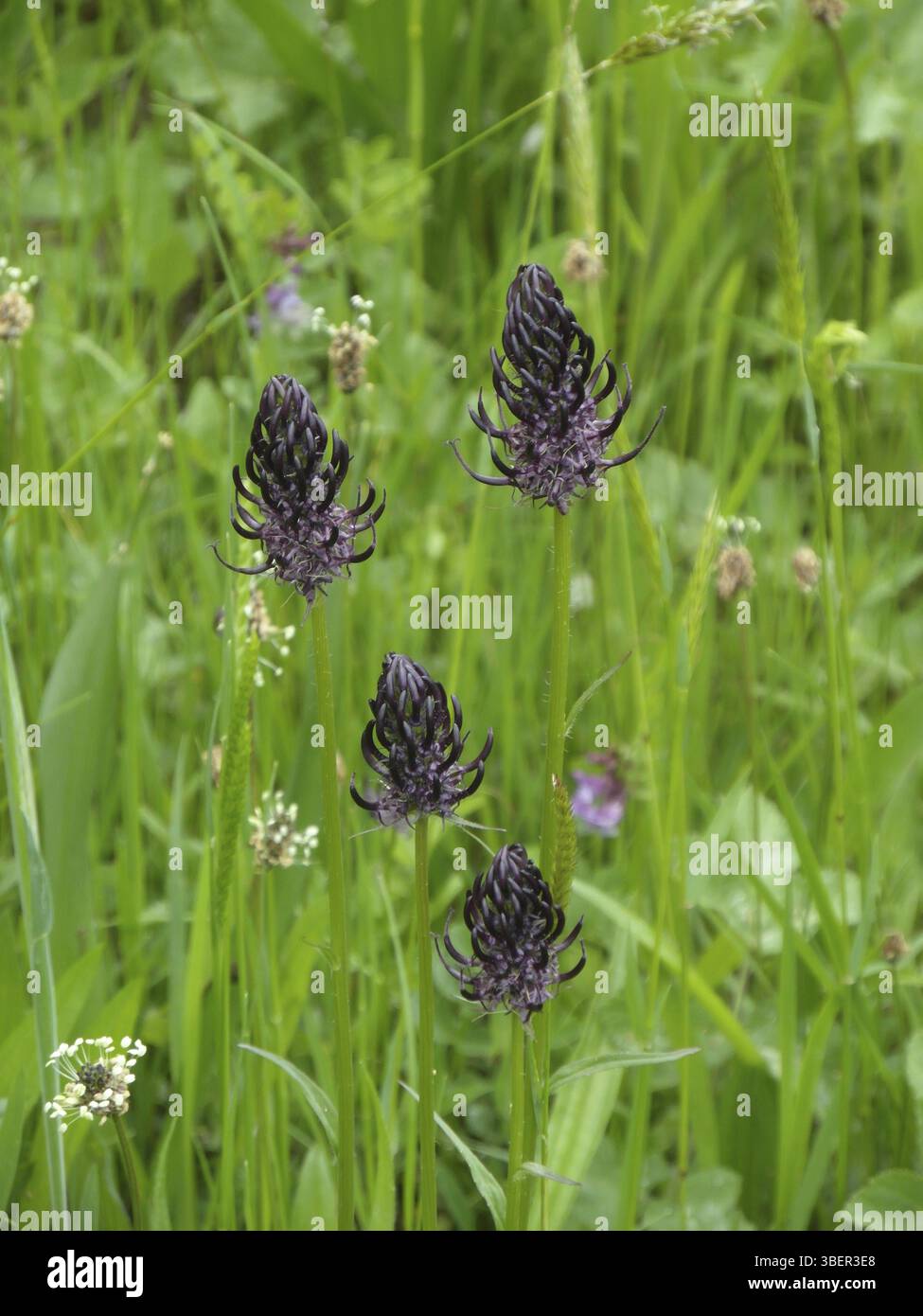 Devil's claw (Phyteuma spicatum Stock Photo - Alamy