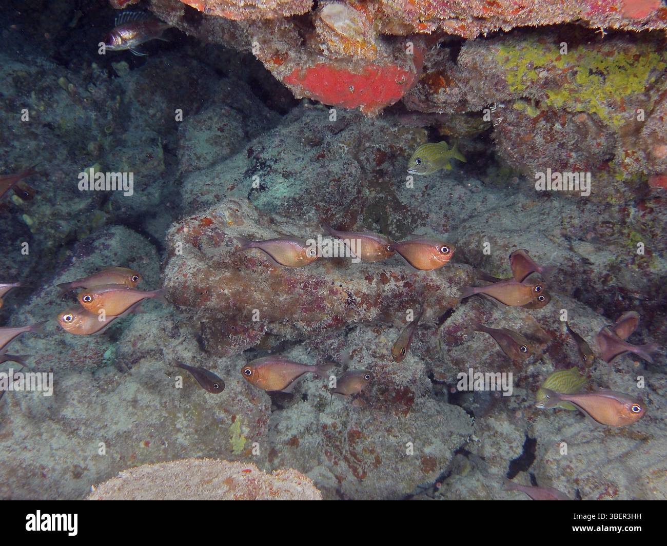 Pempheridae hi-res stock photography and images - Alamy