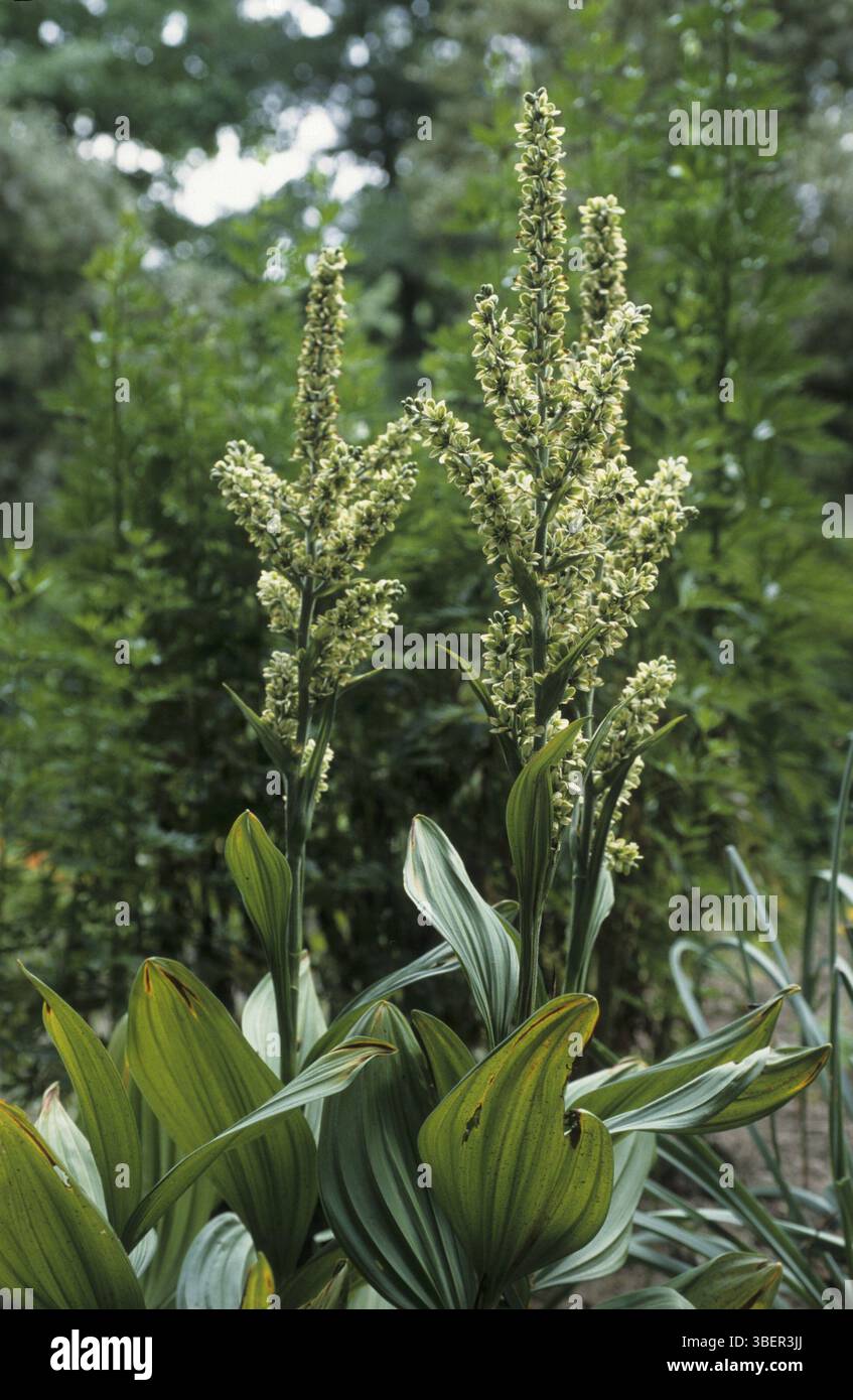 White False Helleborne (Veratrum album Stock Photo - Alamy
