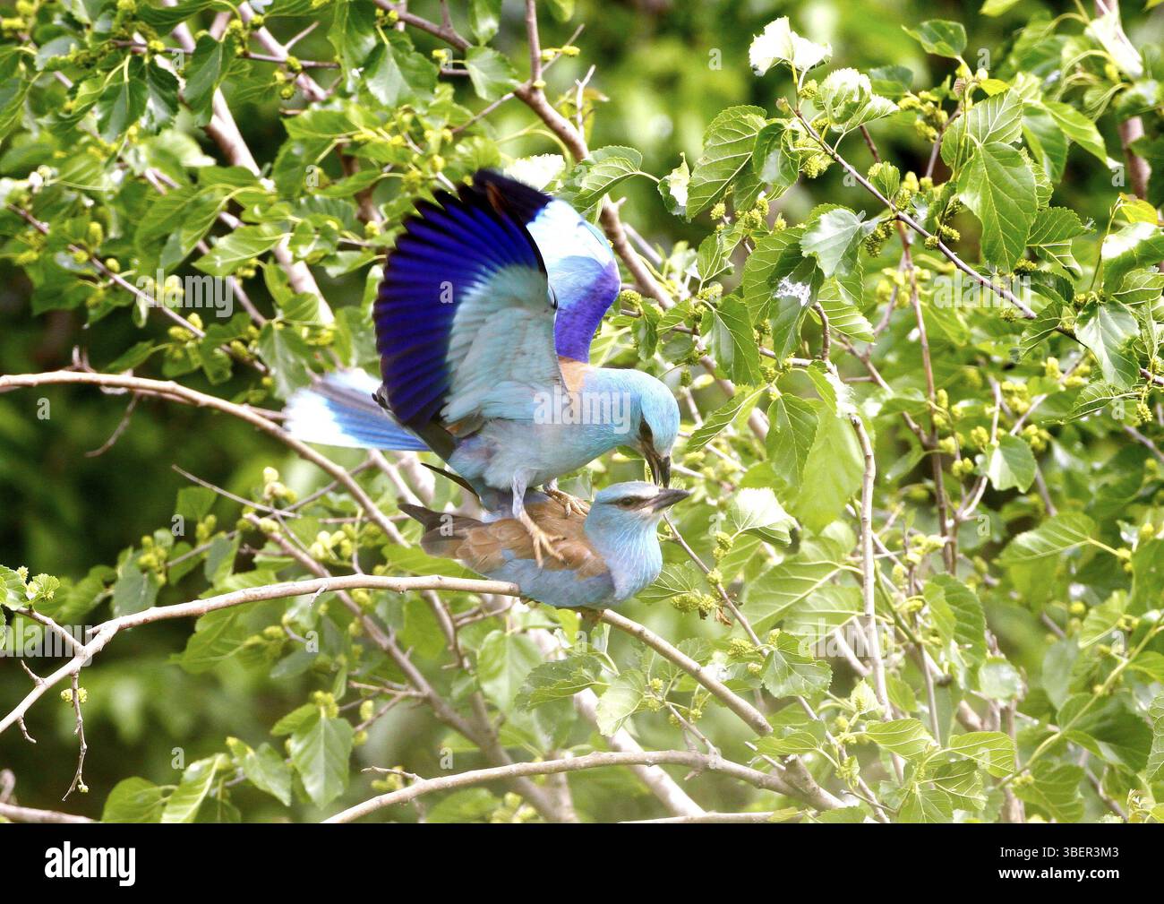 Blue louse (Coracias garrulus Stock Photo - Alamy